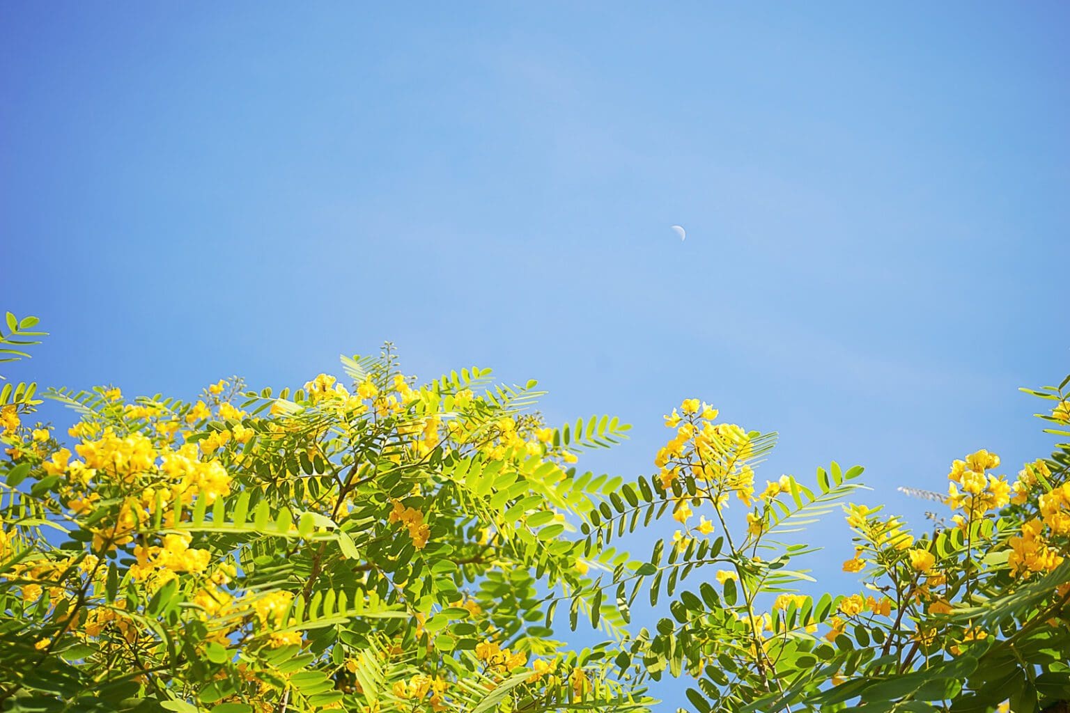 Most Common Texas Trees (Detailed)