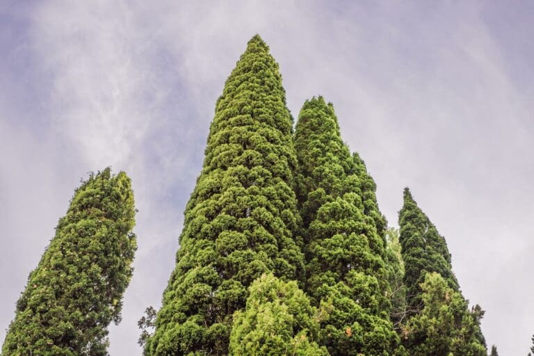 Most Common Texas Trees (Detailed)