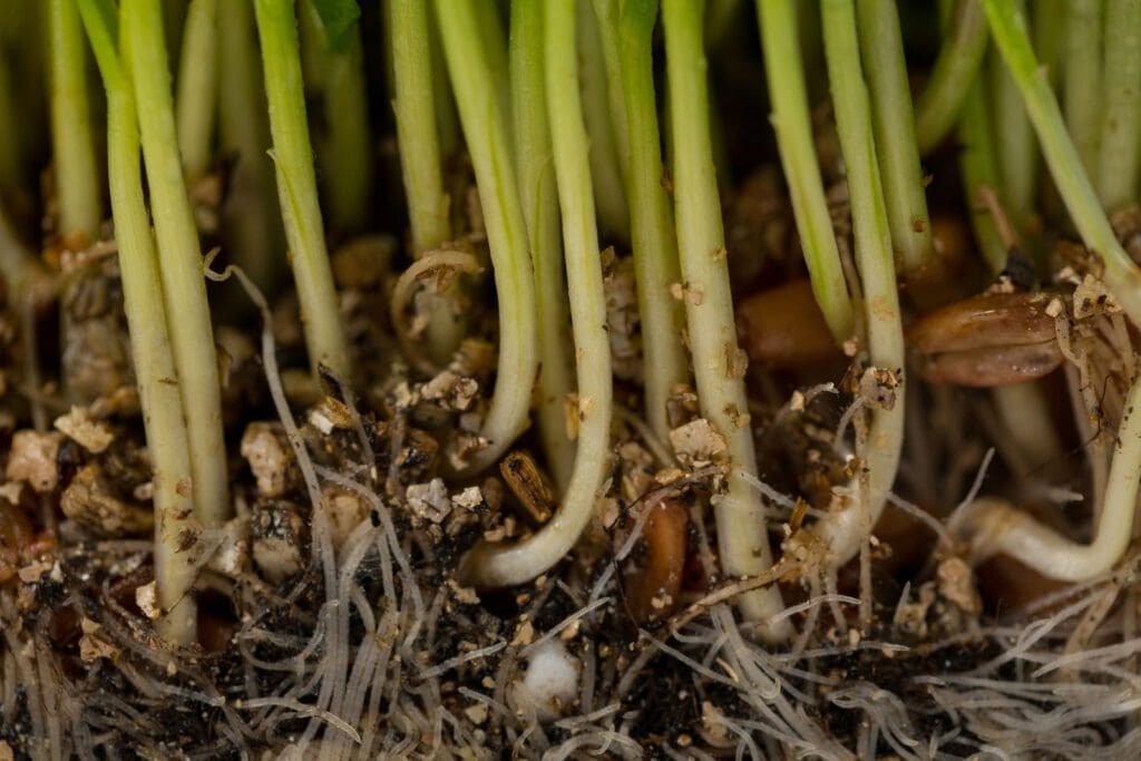 10 Types Of Texas Grass